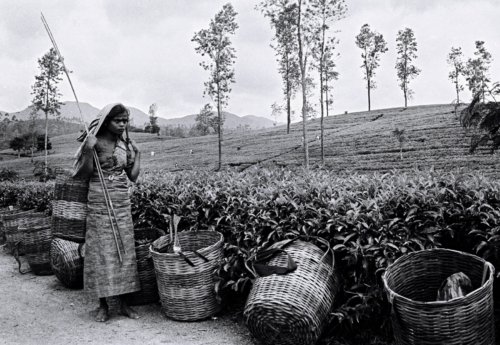 CT-April-2021 – Photographic Society of Sri Lanka